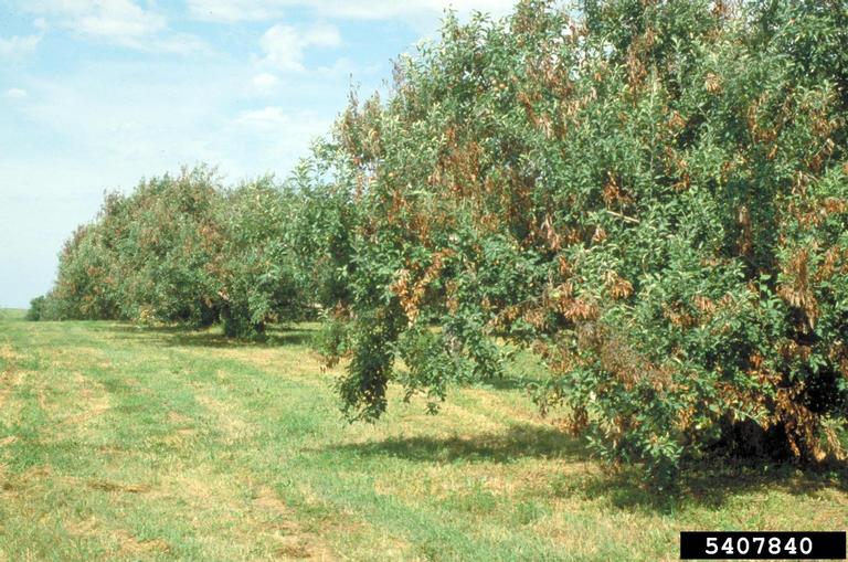 Tree Disease Omaha | West Omaha Tree Service
